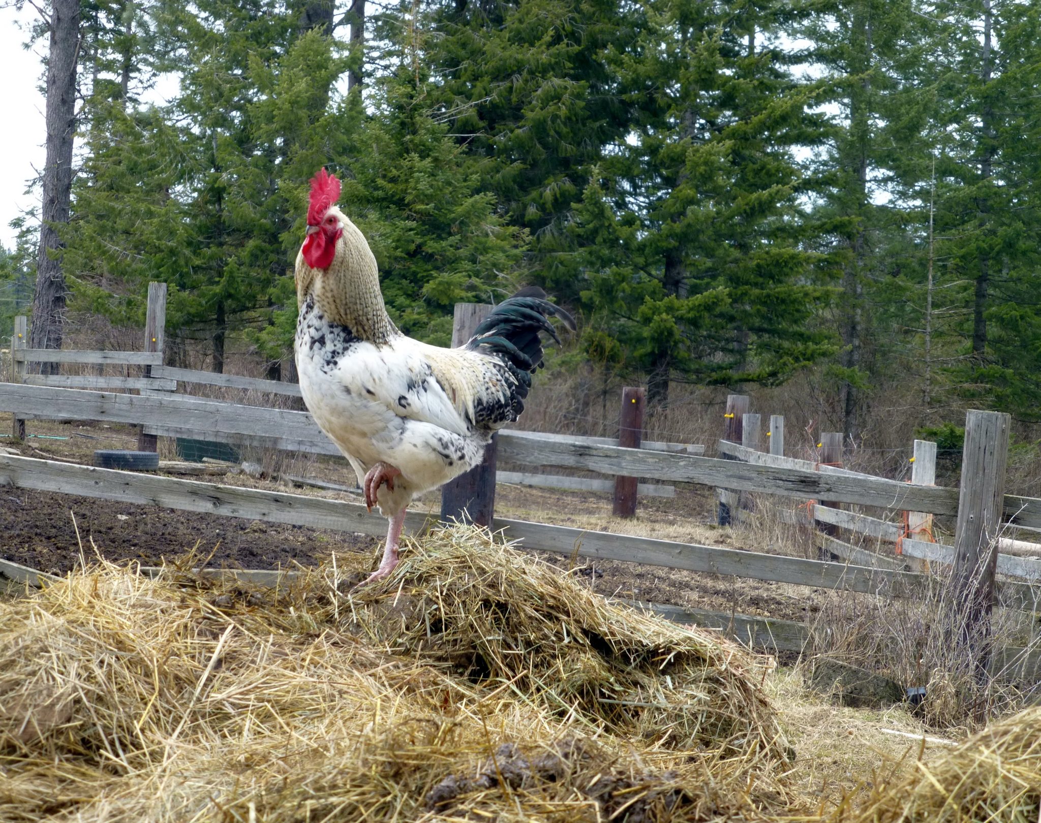 Chickens and Compost: A Match Made in Heaven - Backyard Poultry